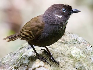 Nonggang Babbler - eBird