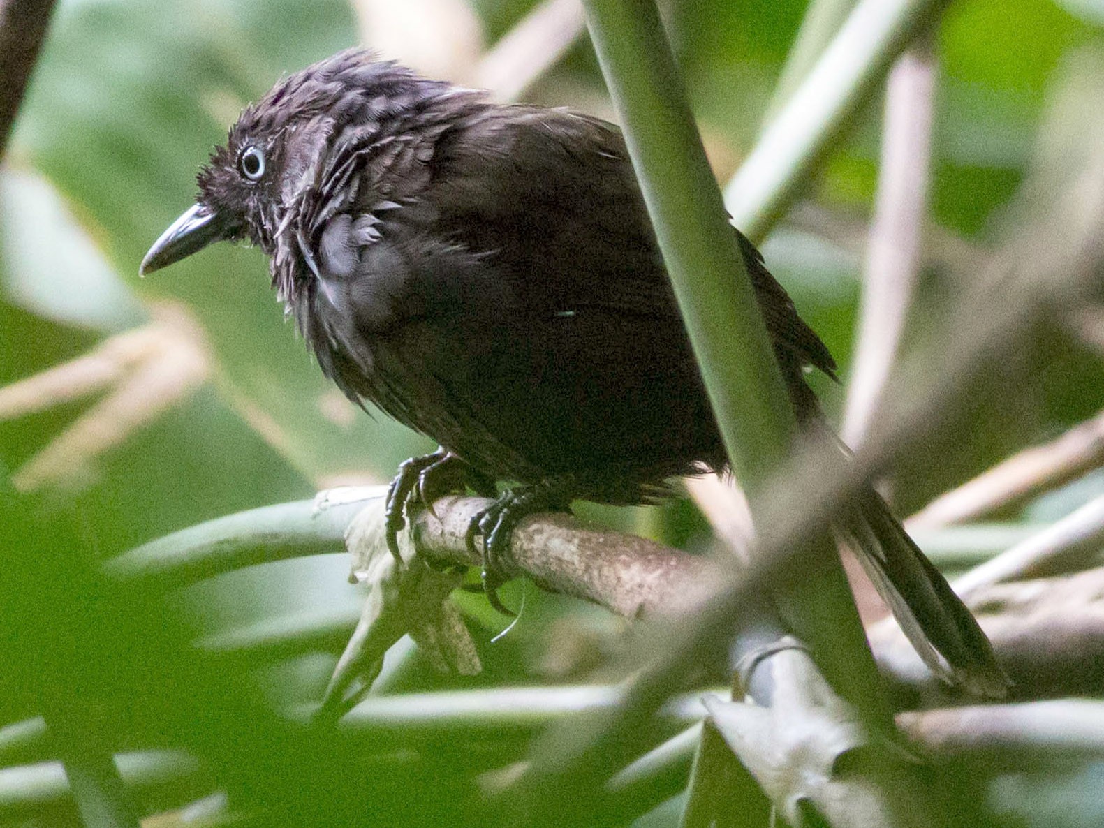 Nonggang Babbler - eBird