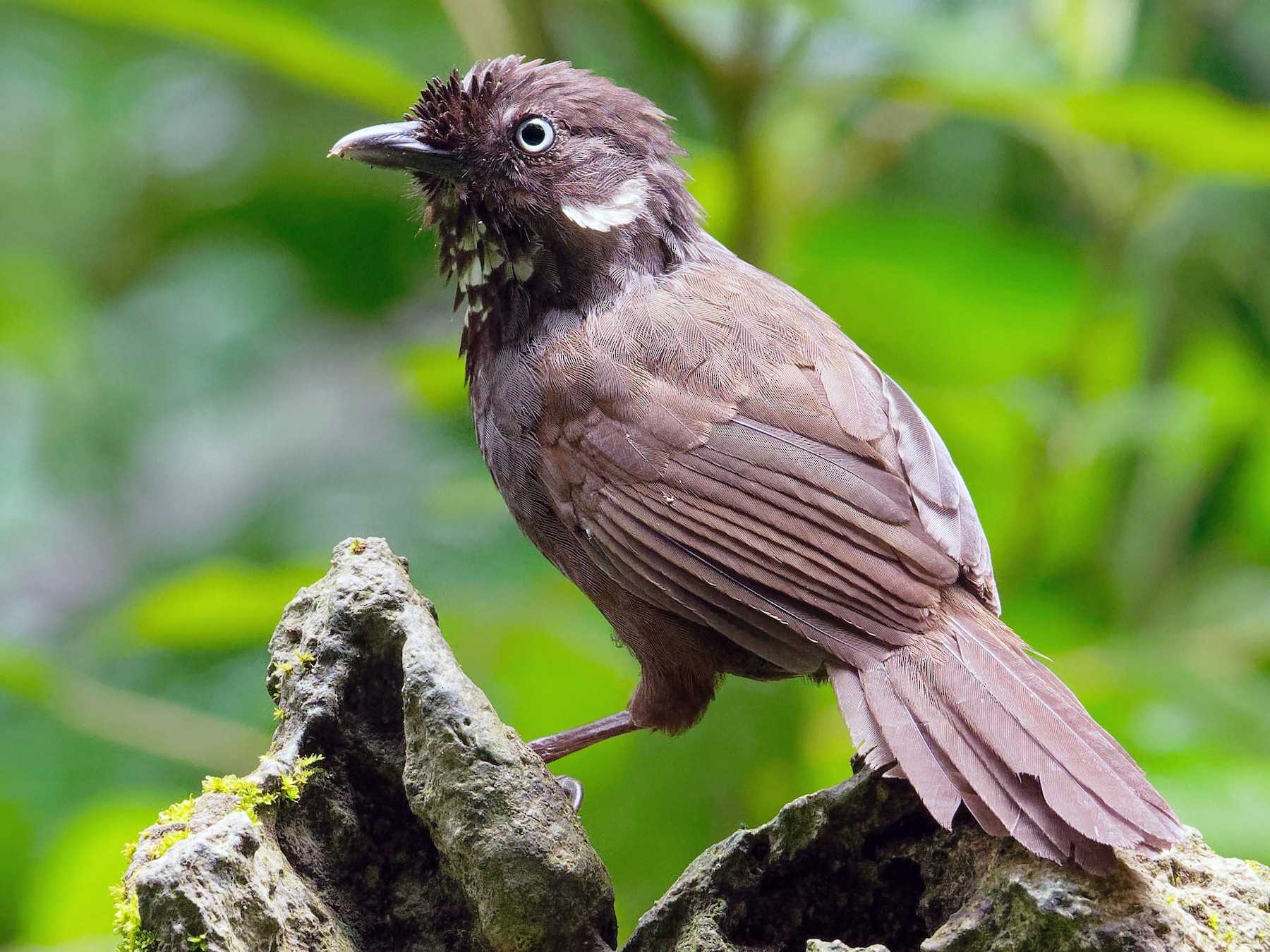 Nonggang Babbler - eBird