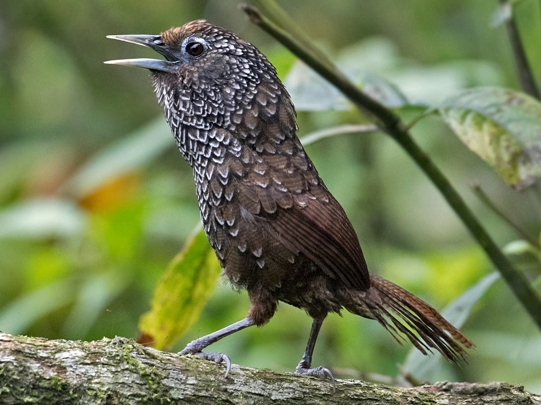 Cachar Wedge-billed Babbler - eBird
