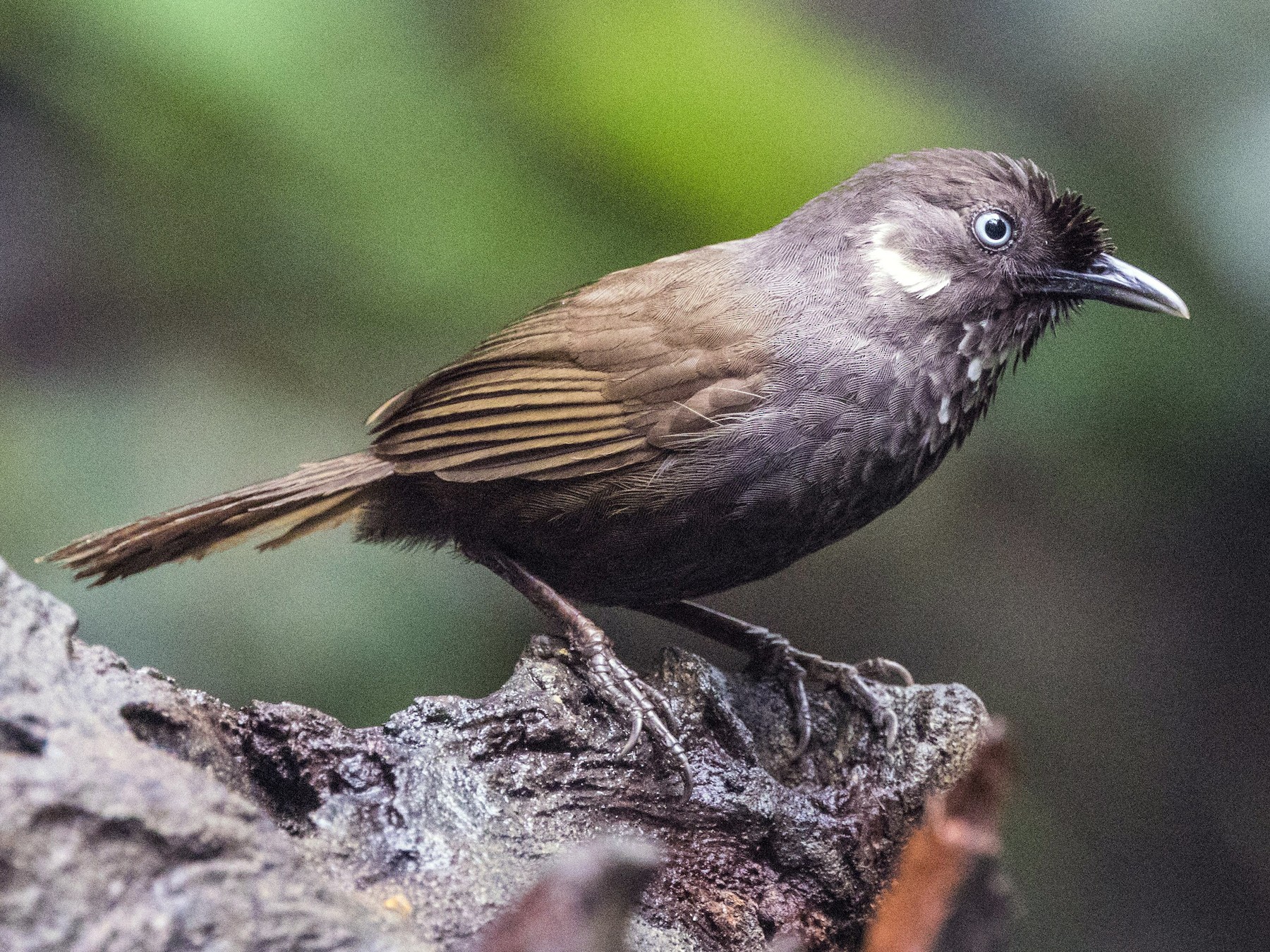 Nonggang Babbler - eBird