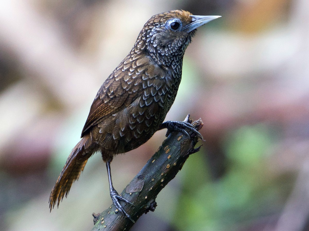 Cachar Wedge-billed Babbler - Stachyris roberti - Birds of the World