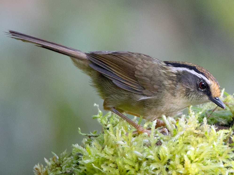 Rusty-capped Fulvetta - Schoeniparus dubius - Birds of the World