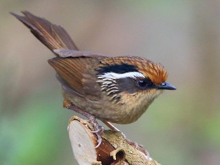 Rusty-capped Fulvetta - eBird