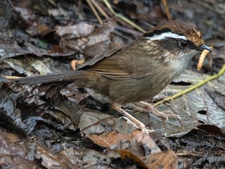 Rusty-capped Fulvetta - eBird
