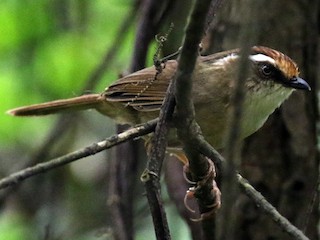 Rusty-capped Fulvetta - eBird