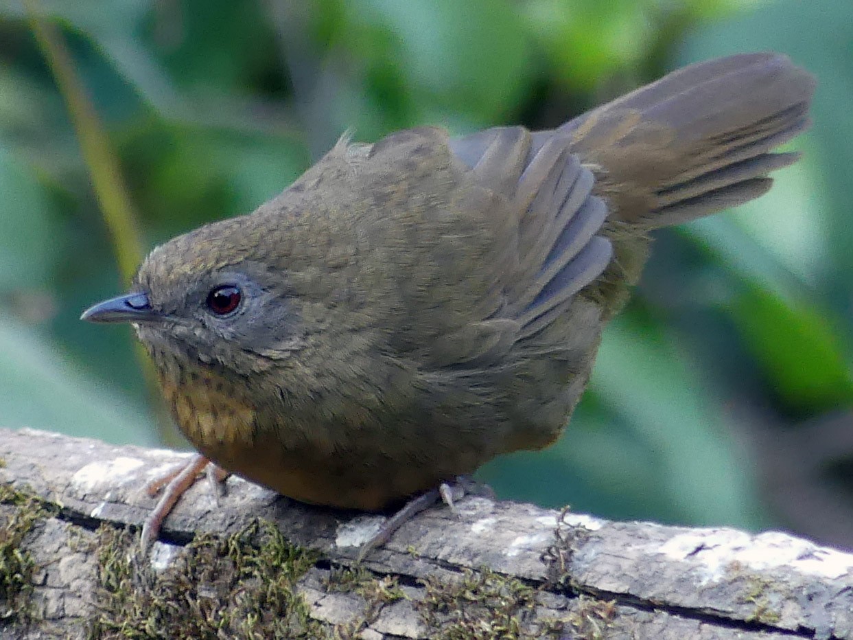 Akalat à gorge tachetée - eBird