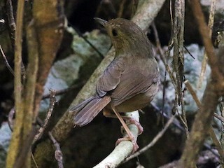 Buff-breasted Babbler - eBird