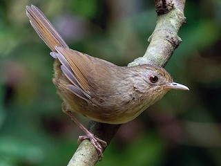 Buff-breasted Babbler - eBird