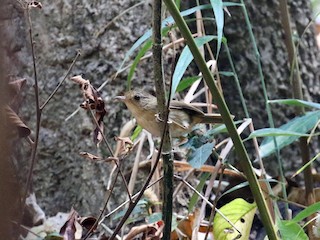 Buff-breasted Babbler - eBird