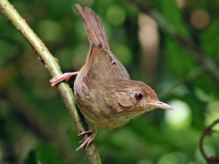 Buff-breasted Babbler - eBird