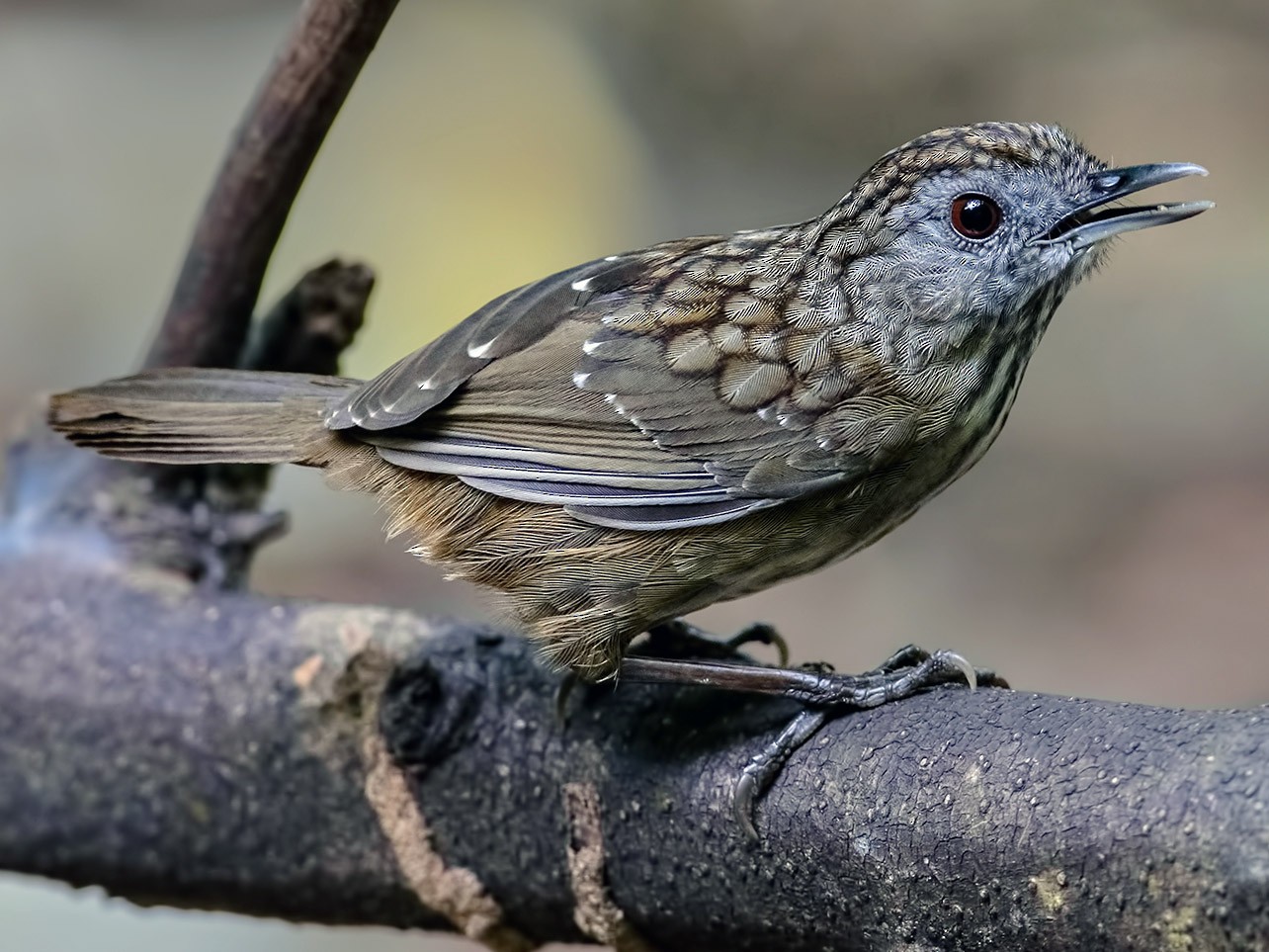 Streaked Wren-Babbler - eBird