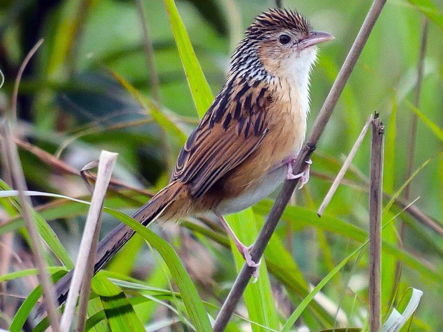 Chinese Grassbird - eBird