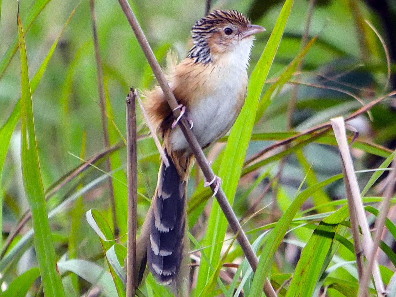 Chinese Grassbird - eBird