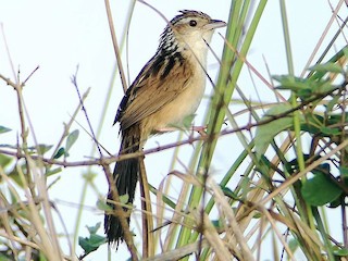Chinese Grassbird - eBird