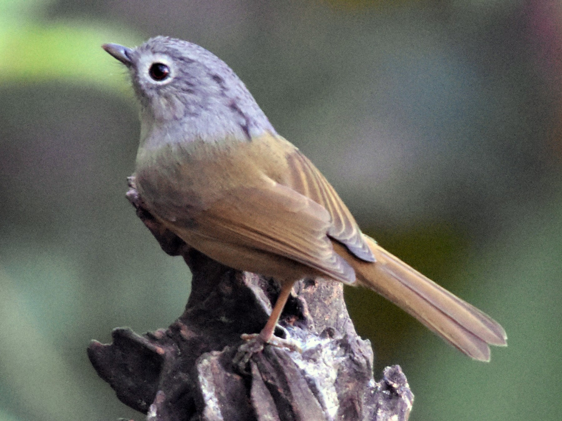 Fulveta de Yunnan - eBird