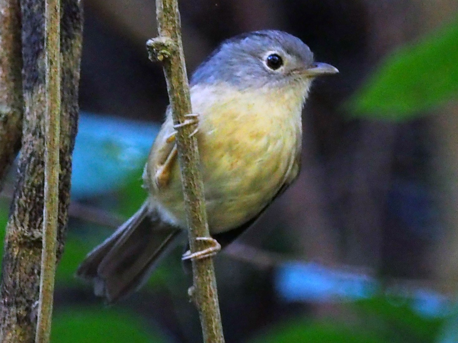 Fulveta de Yunnan - eBird