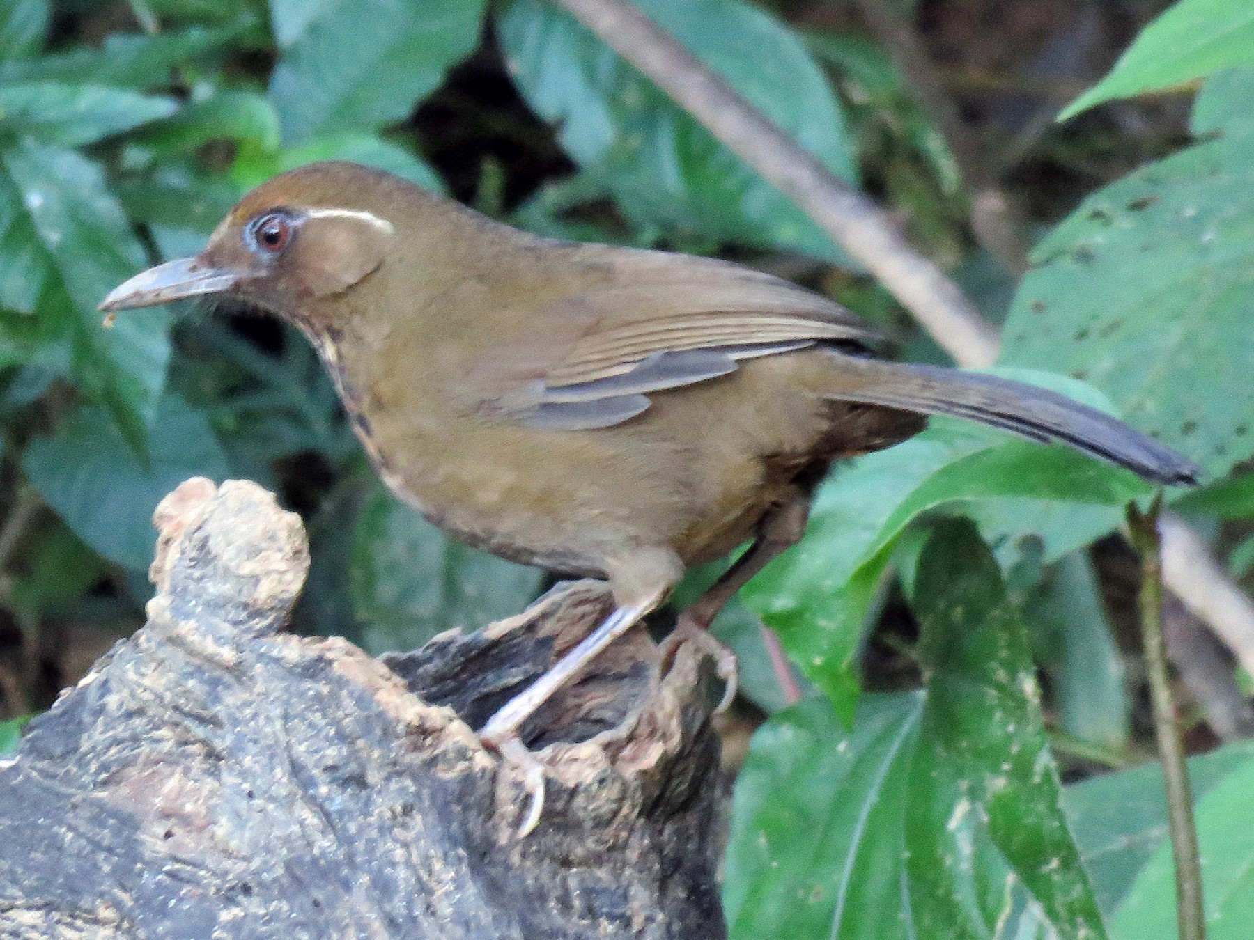 Spot-breasted Laughingthrush - eBird