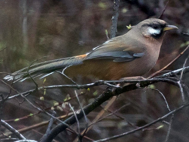Snowy-cheeked Laughingthrush - eBird