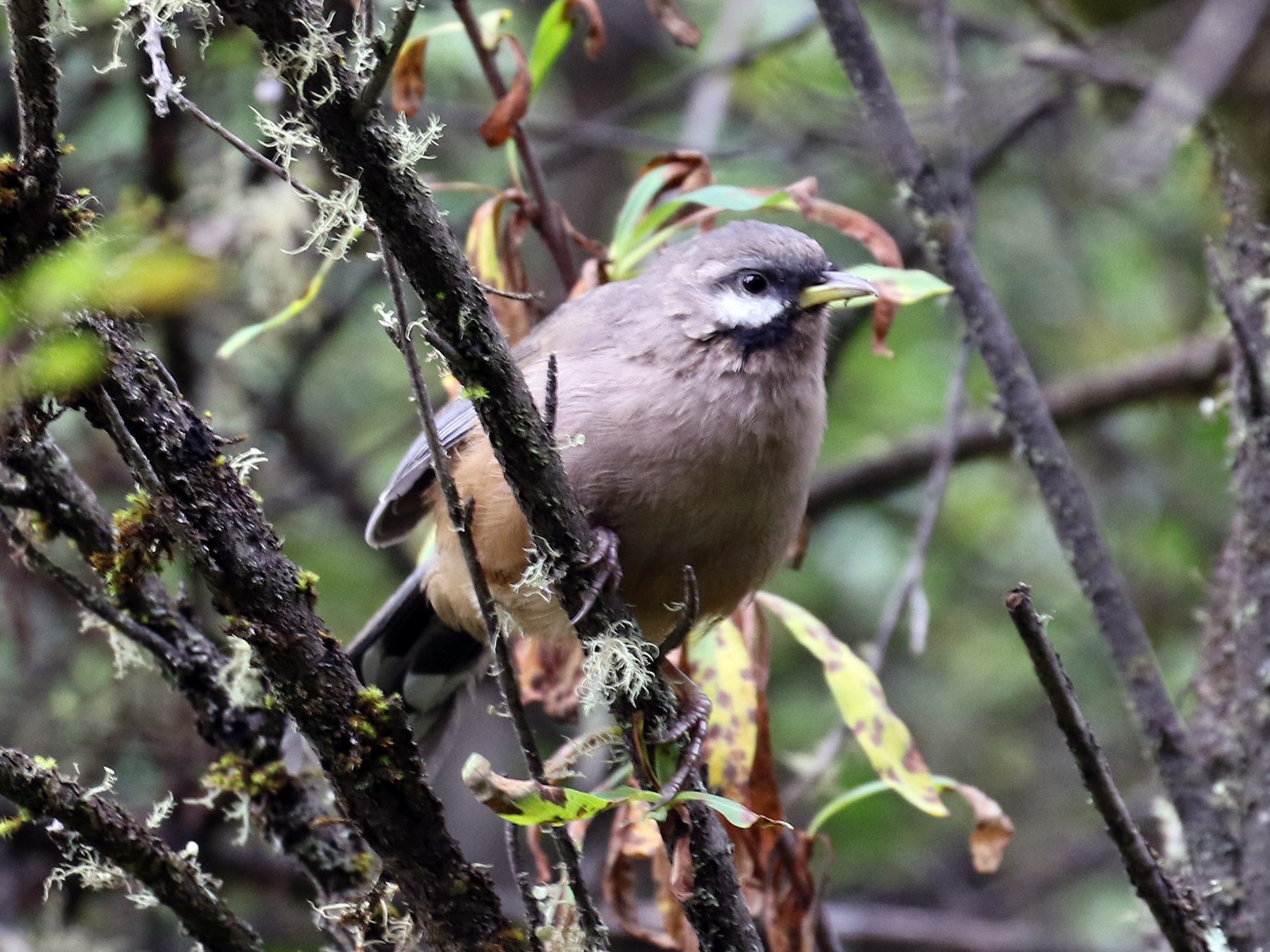 Snowy-cheeked Laughingthrush - eBird