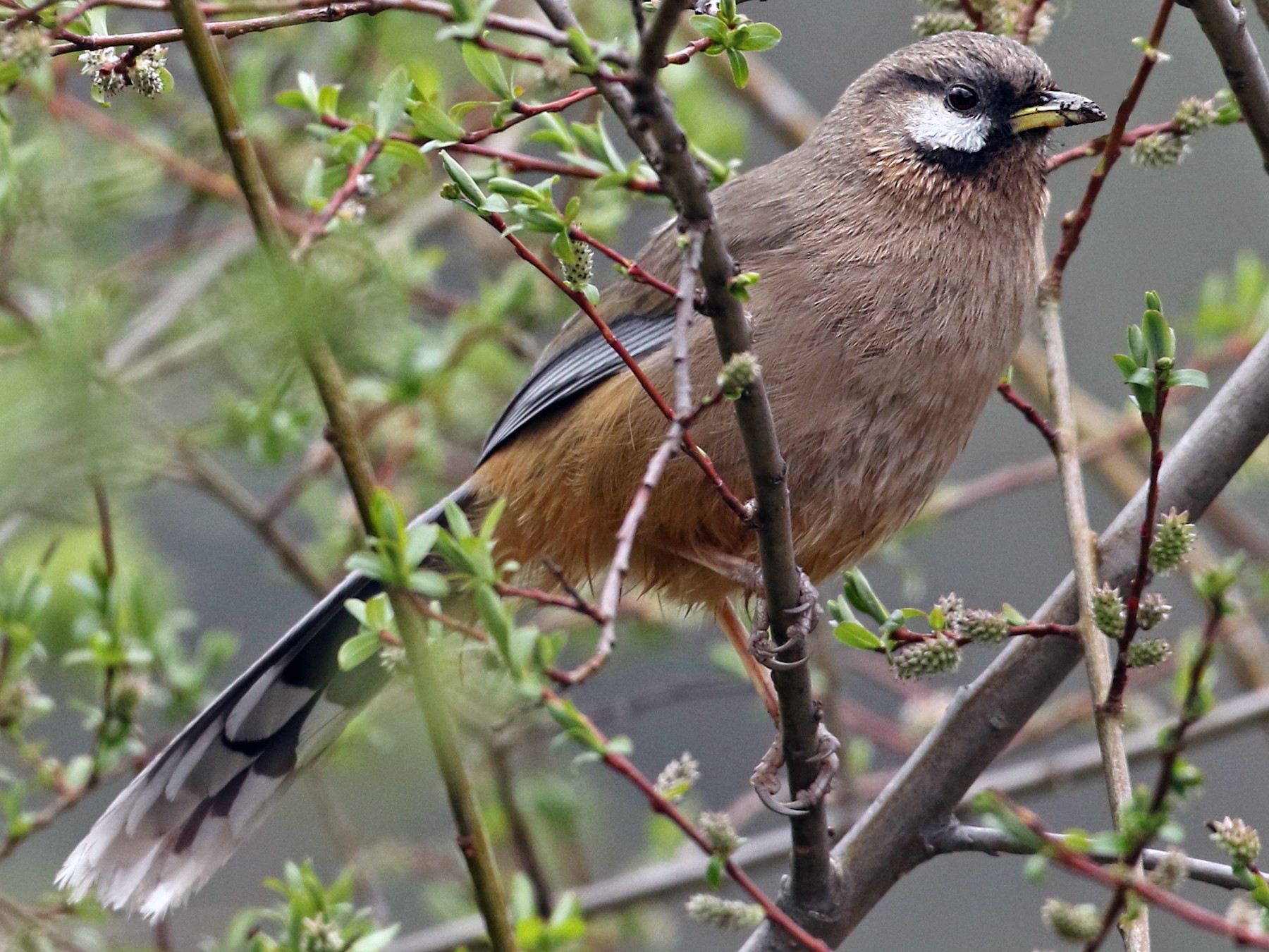 Snowy-cheeked Laughingthrush - eBird