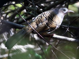 Barred Laughingthrush - Ianthocincla lunulata - Birds of the World