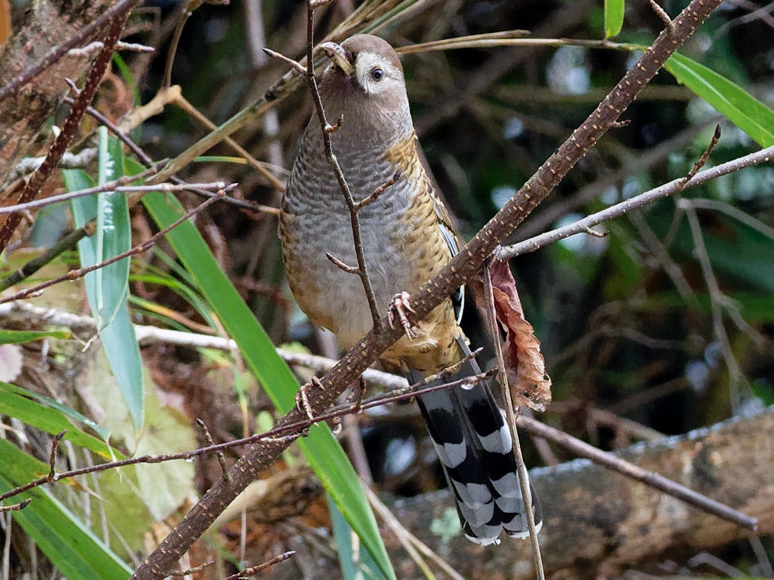Barred Laughingthrush - eBird