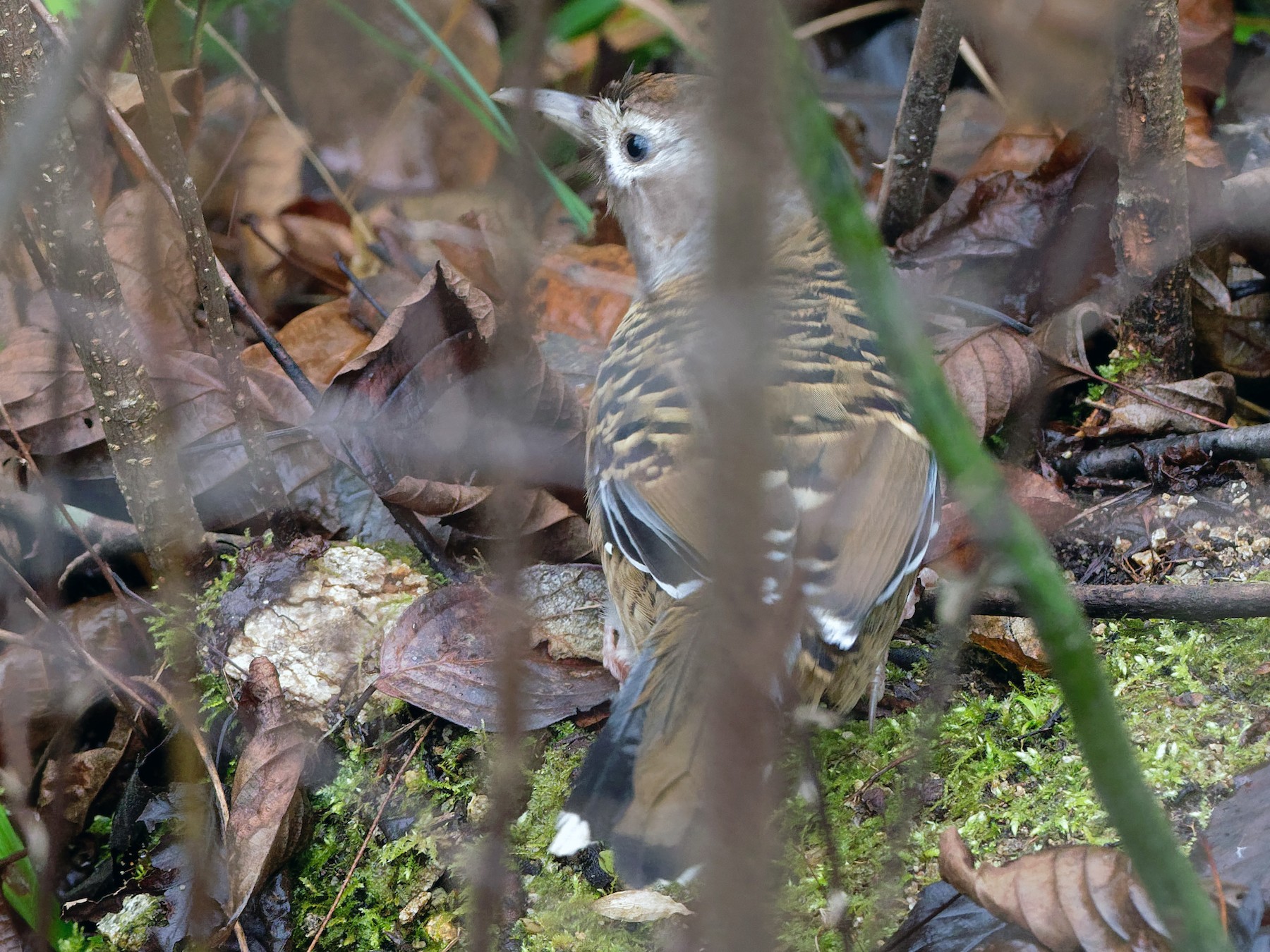 Barred Laughingthrush - eBird