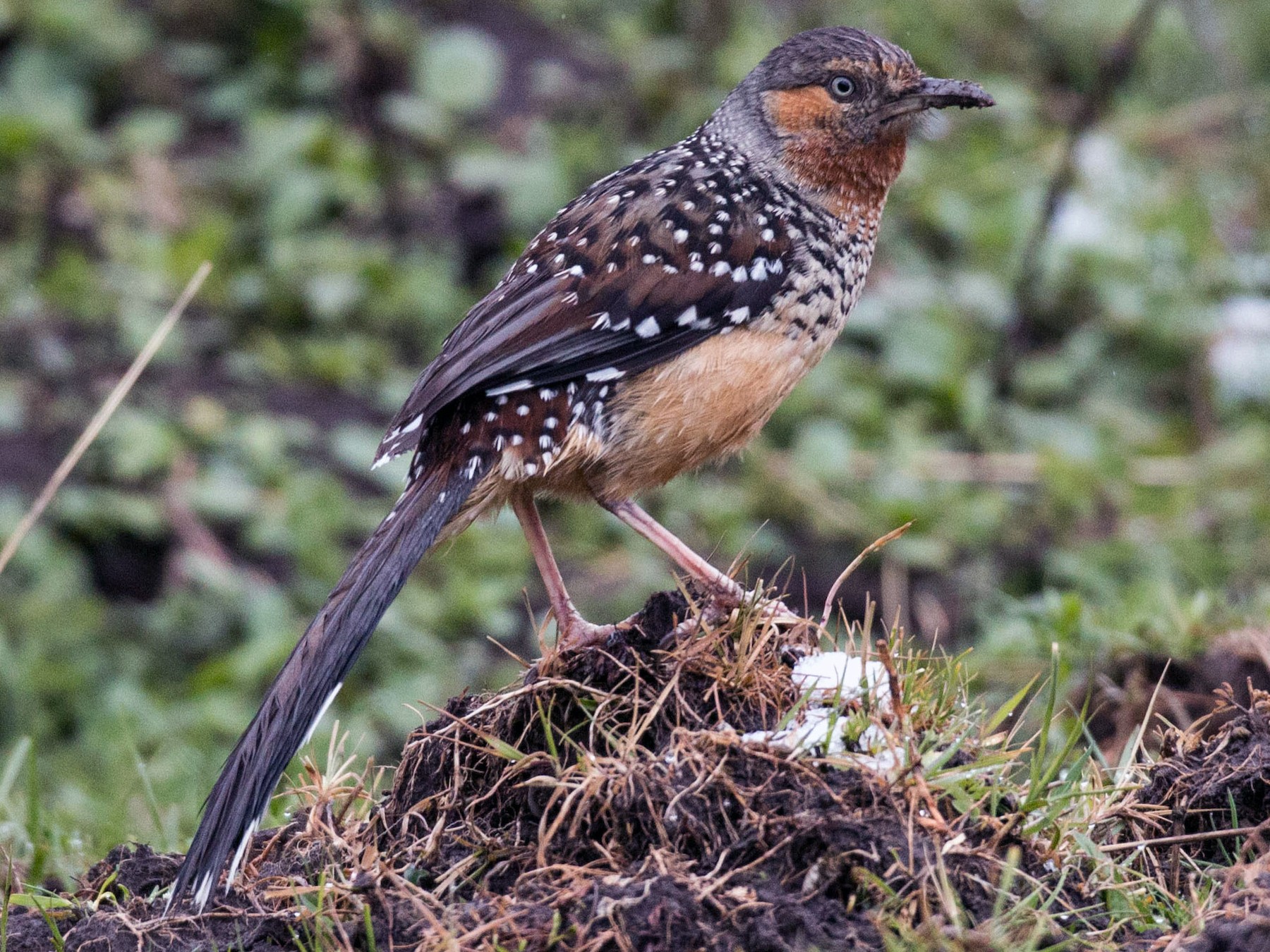 Giant Laughingthrush - eBird