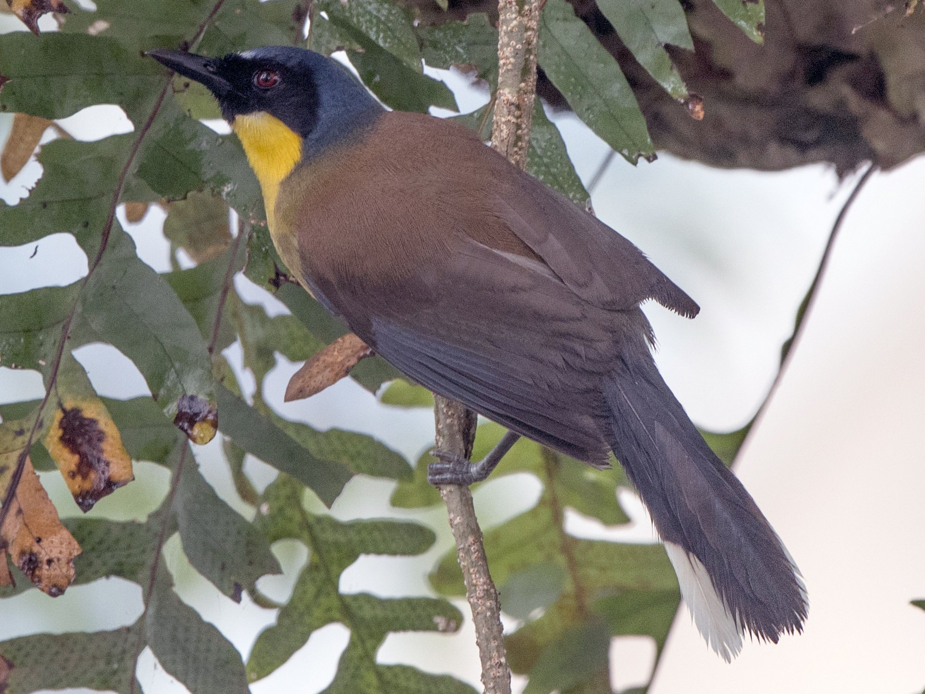 Blue-crowned Laughingthrush - eBird