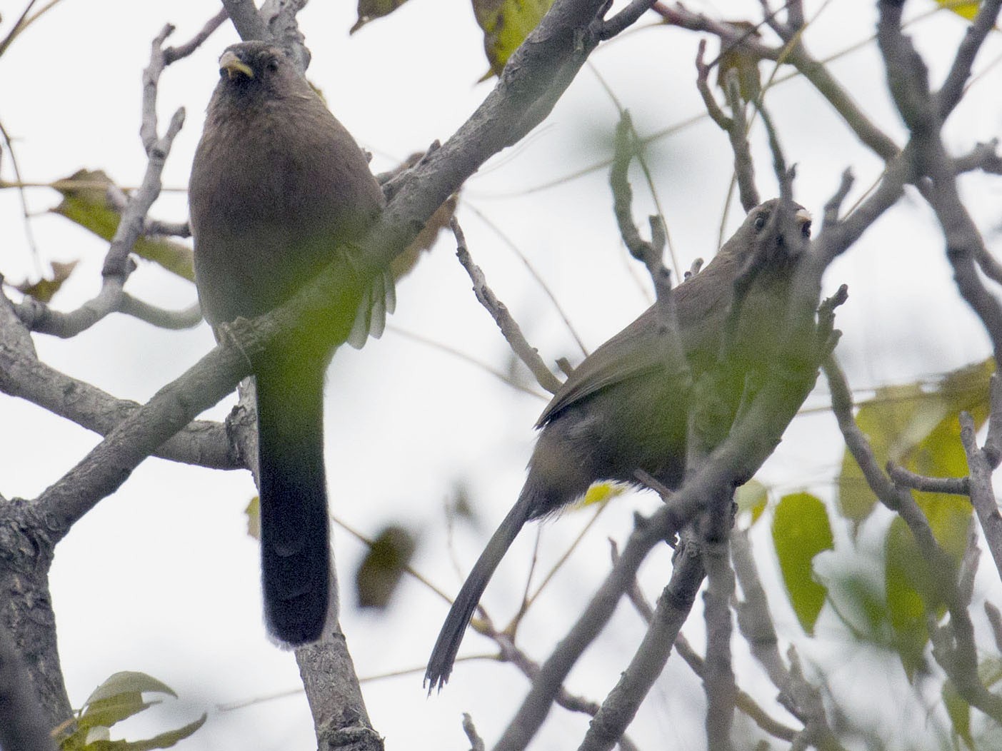 Plain Laughingthrush - eBird