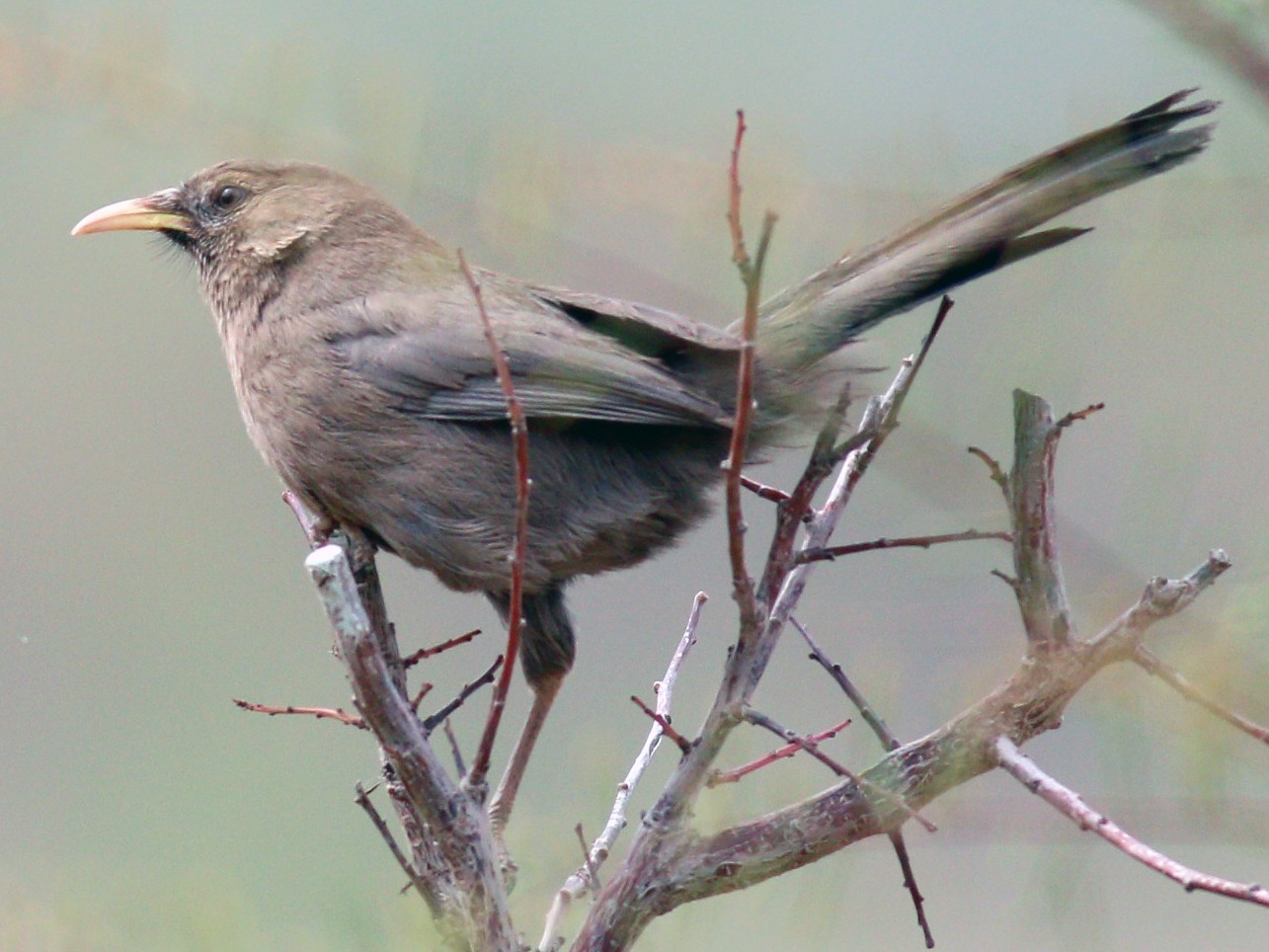 Pere David's Laughingthrush - eBird