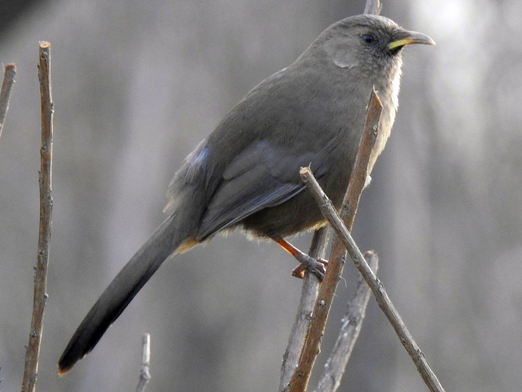 Pere David's Laughingthrush - eBird
