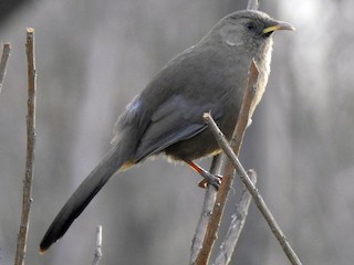 Pere David's Laughingthrush - Pterorhinus davidi - Birds of the World