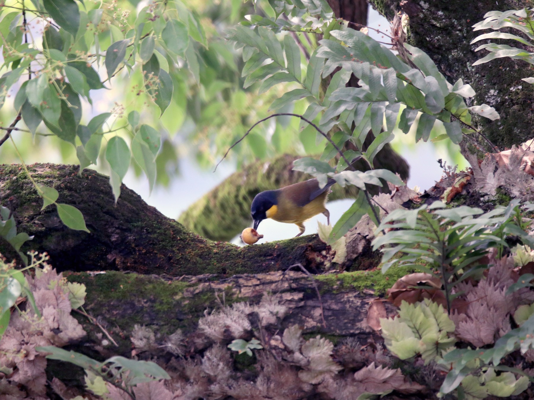 Blue-crowned Laughingthrush - eBird