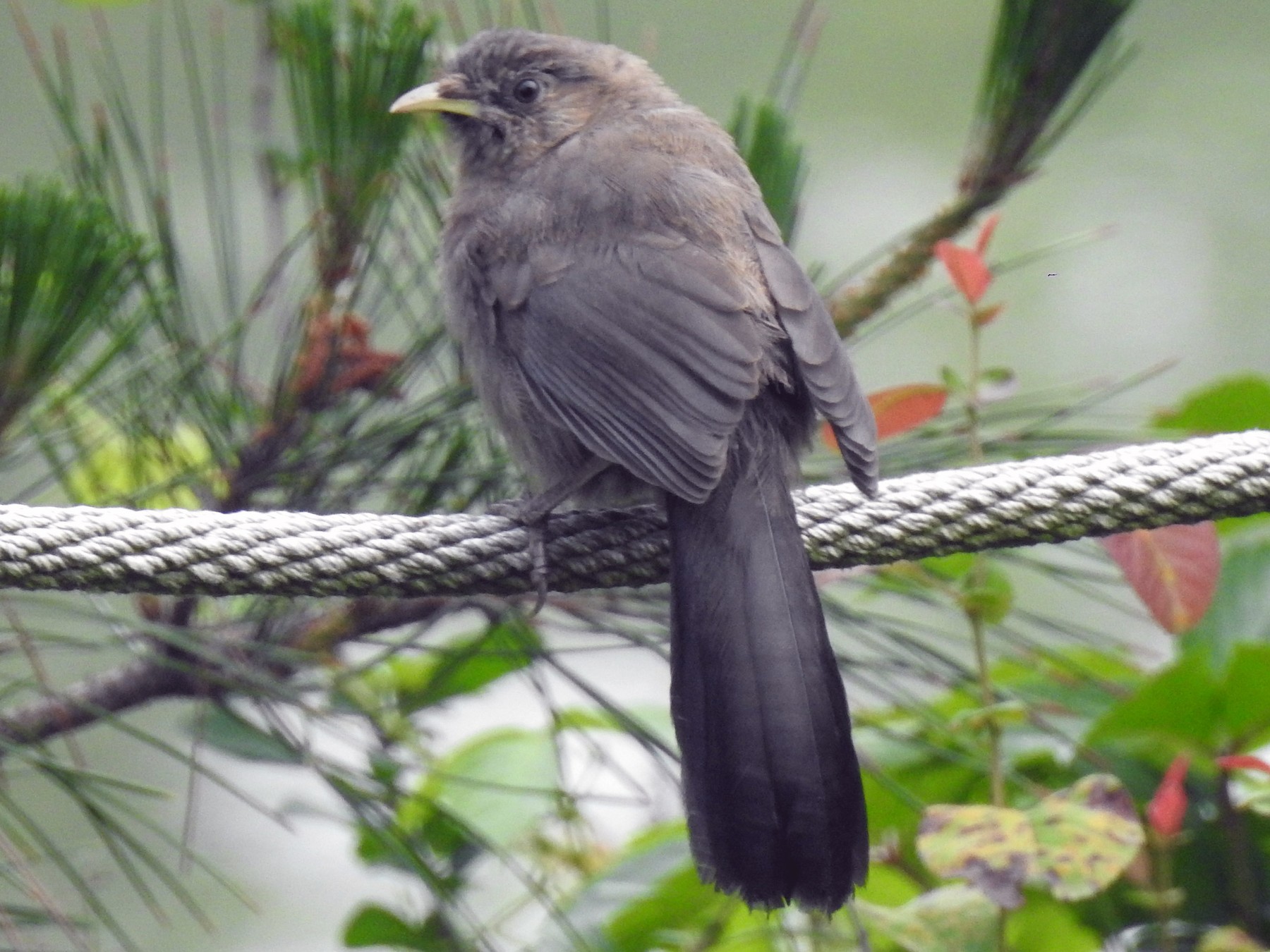 Pere David's Laughingthrush - eBird