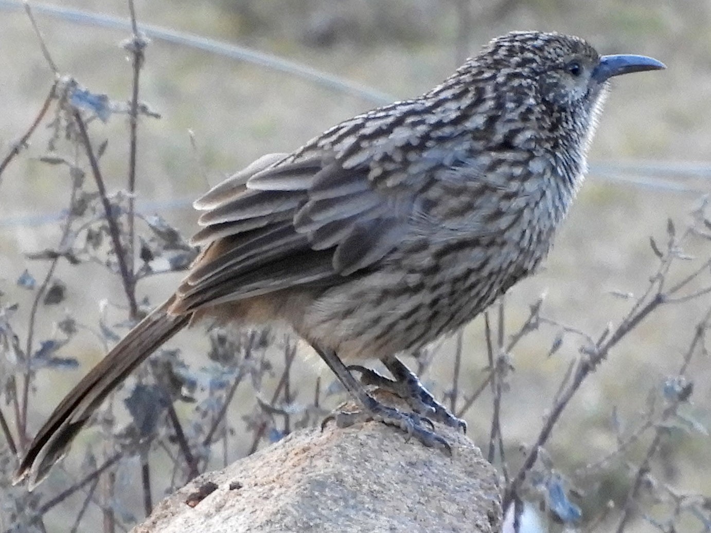Giant Babax - eBird