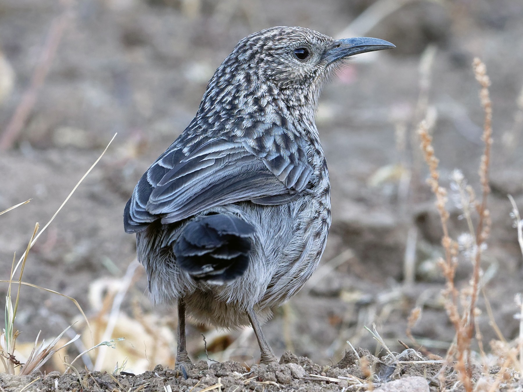 Giant Babax - eBird