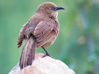 Tibetan Babax - eBird