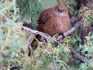 Tibetan Babax - eBird