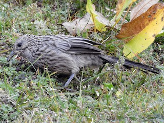 Giant Babax - eBird