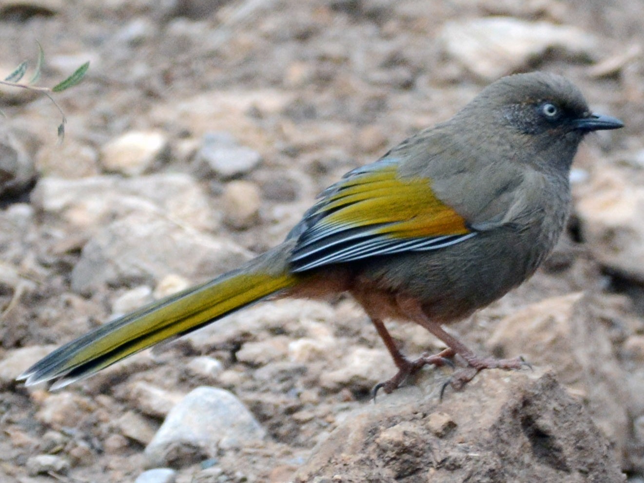 Elliot's Laughingthrush - eBird