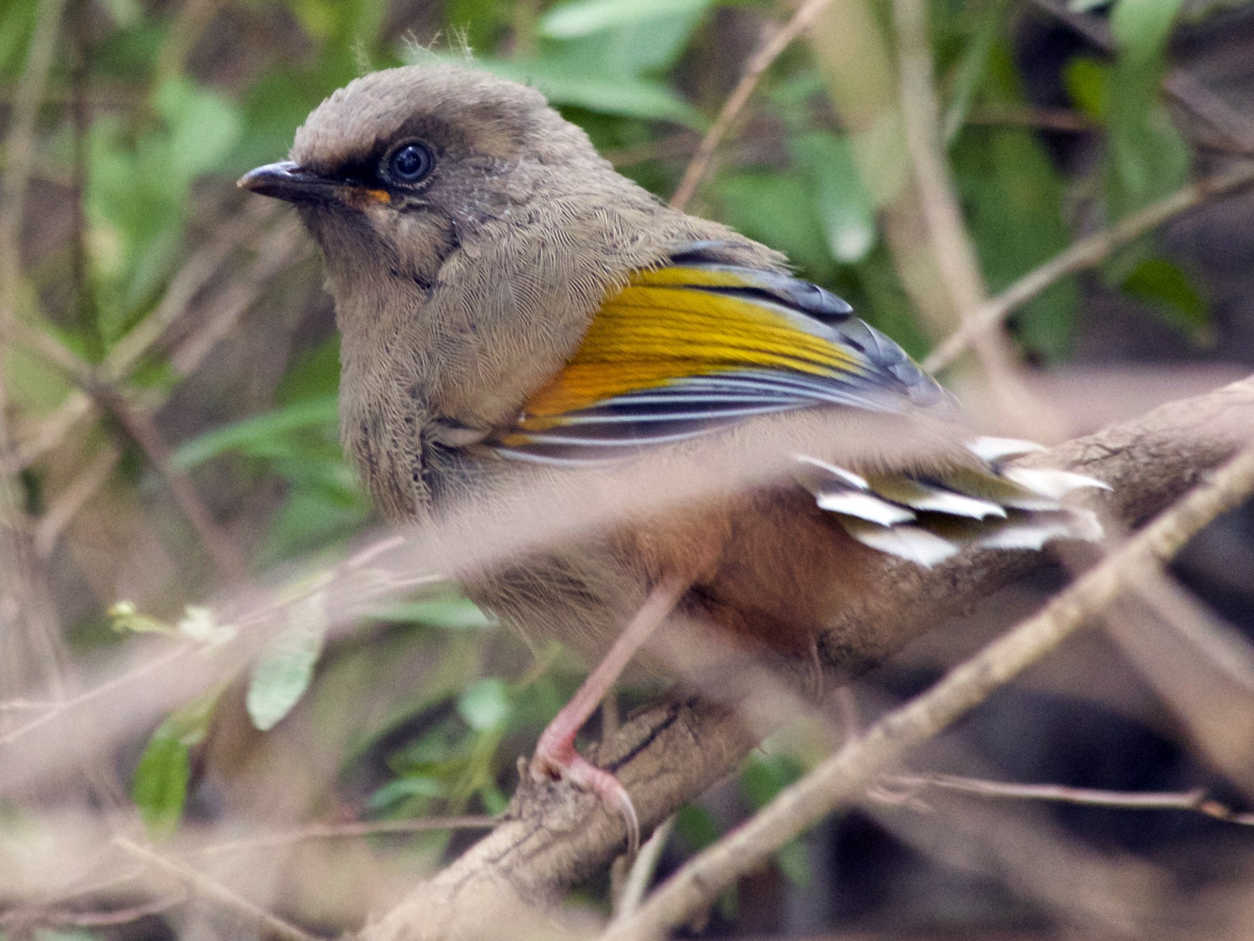 Elliot's Laughingthrush - eBird