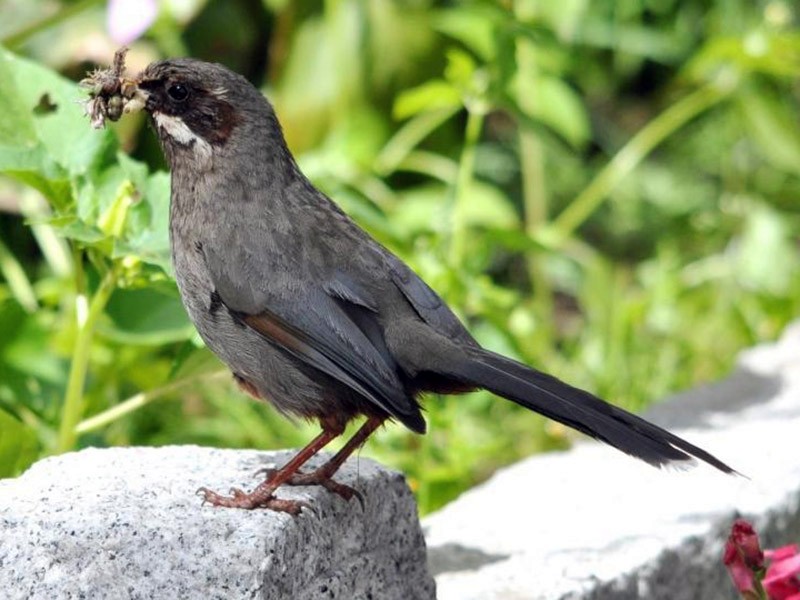 Prince Henry's Laughingthrush - eBird