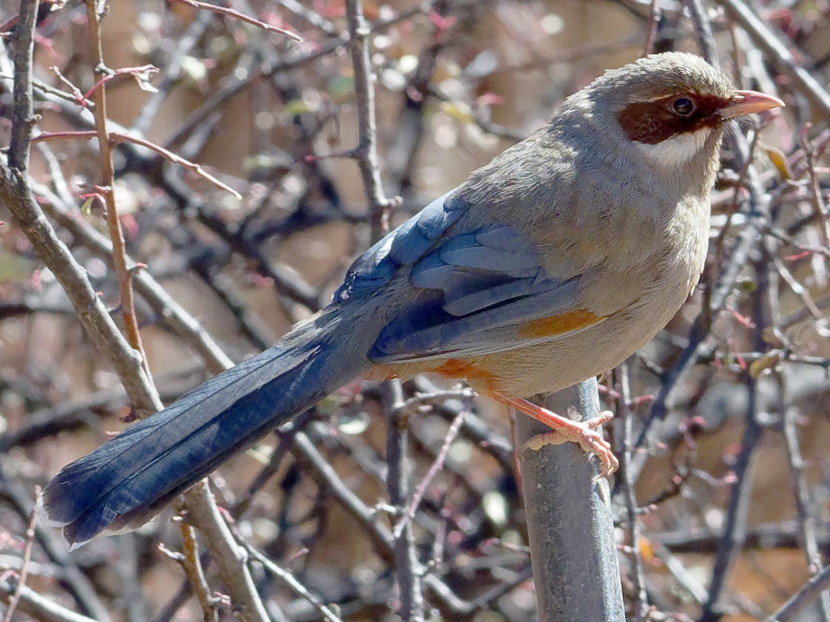 Prince Henry's Laughingthrush - Trochalopteron henrici - Birds of the World