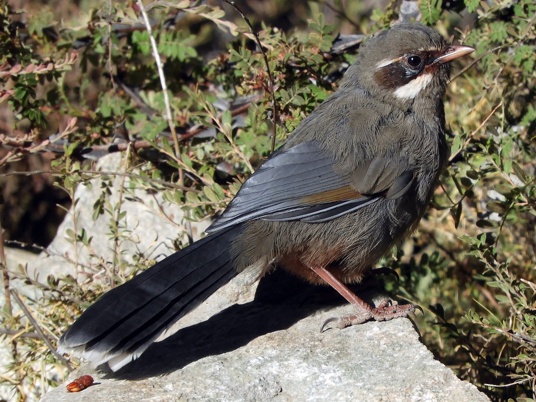 Prince Henry's Laughingthrush - eBird