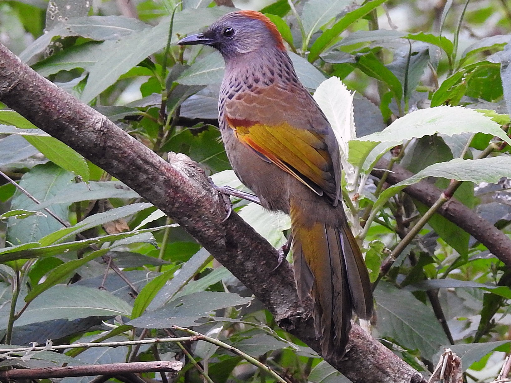 Assam Laughingthrush - eBird