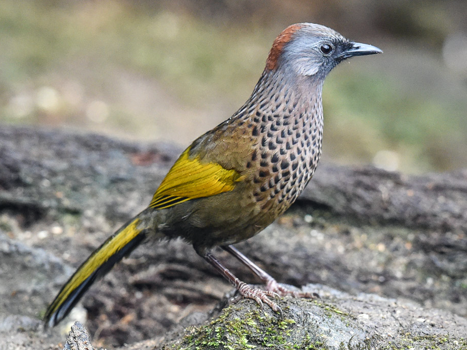 Assam Laughingthrush - eBird