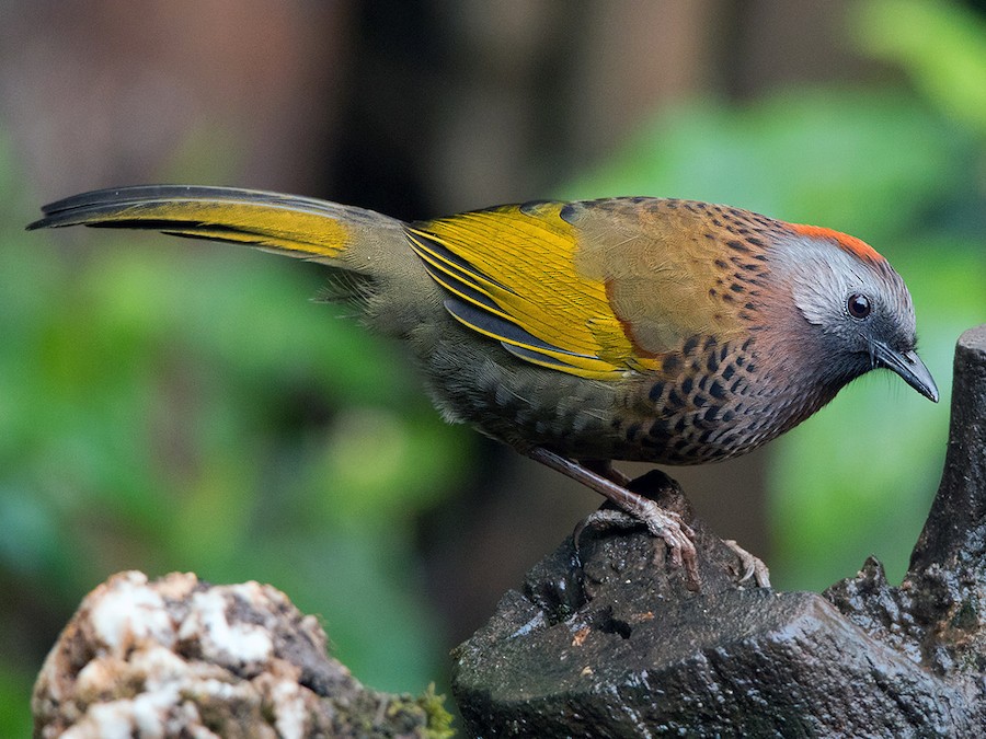 Assam Laughingthrush - eBird