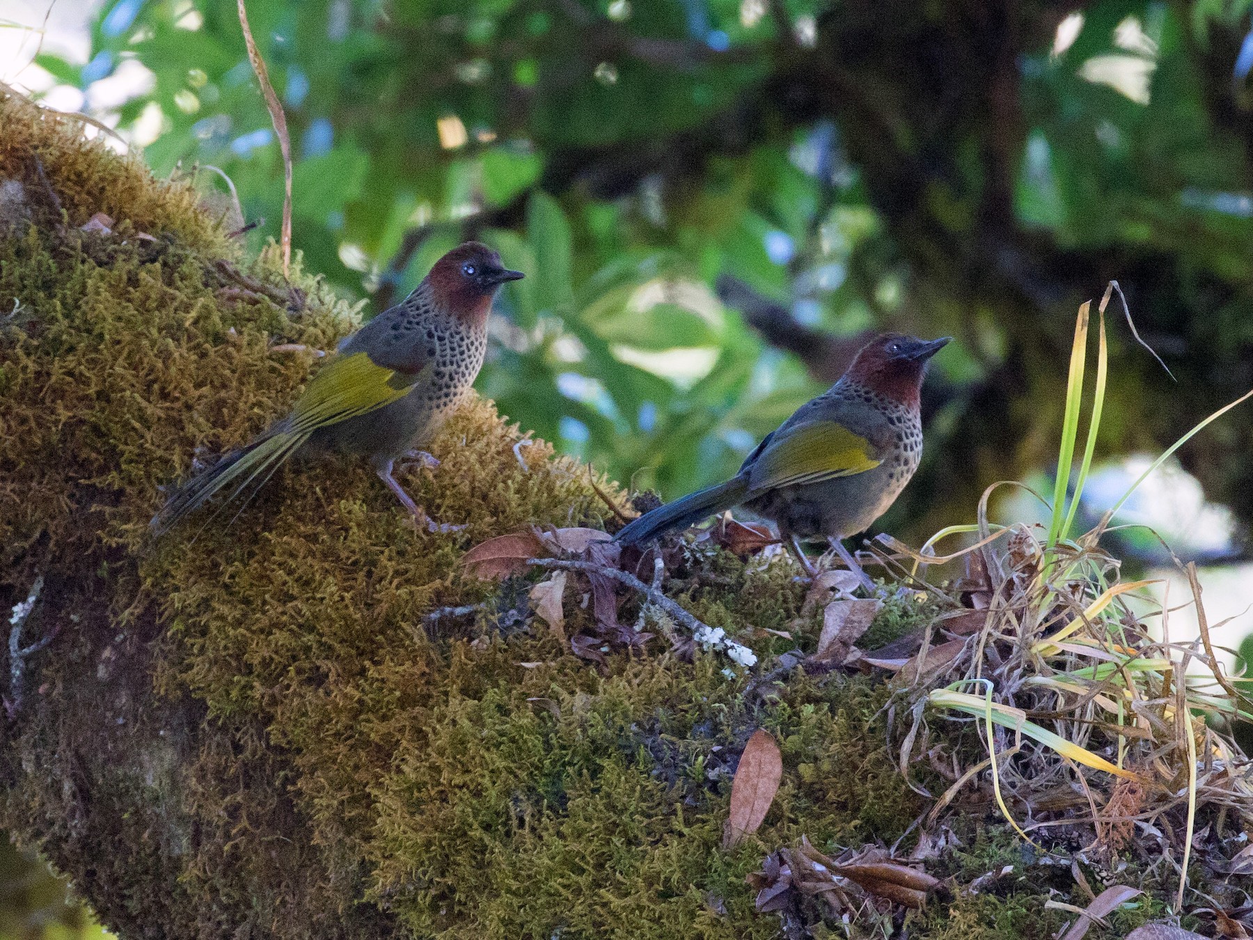 Assam Laughingthrush - eBird
